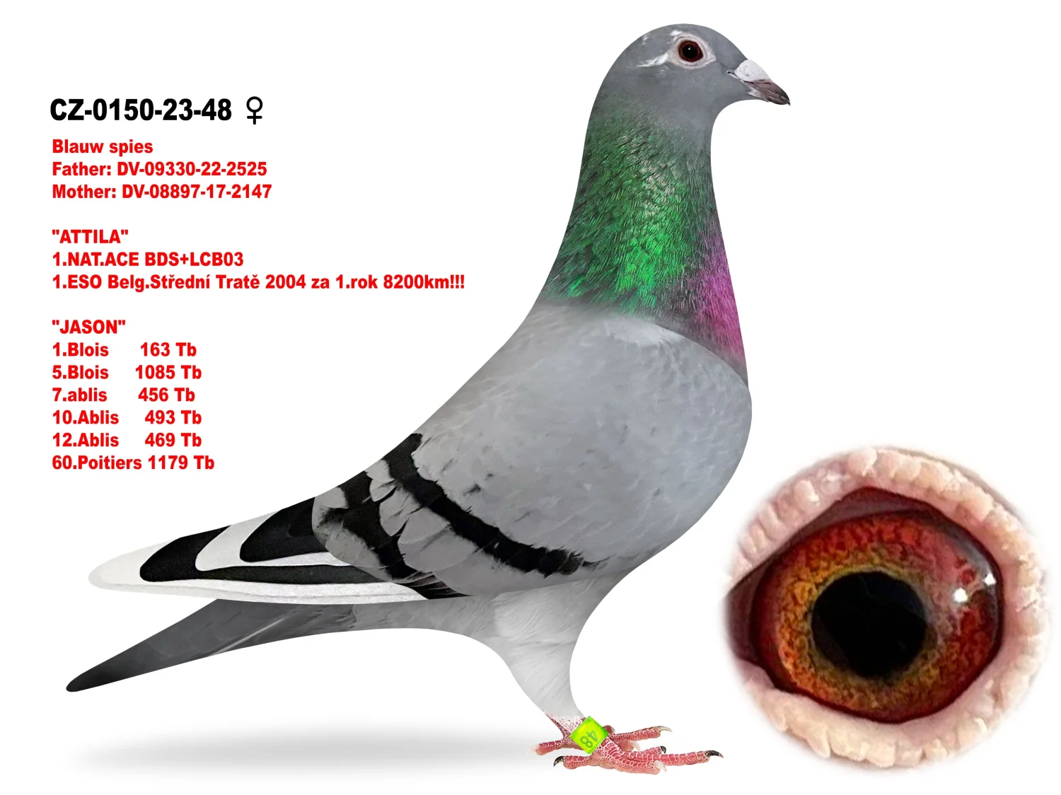 JIRI DVORAK CZ-0150-23-48 - Pyzówka - Aukcje Gołębi